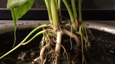 What Does Monstera Root Rot Look Like? Signs, Causes, and Early ...