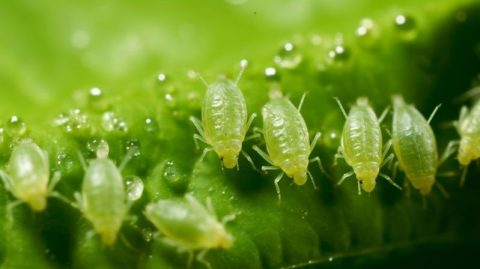 Ultimate Guide to Common Basil Pests: How to Identify, Treat, and ...