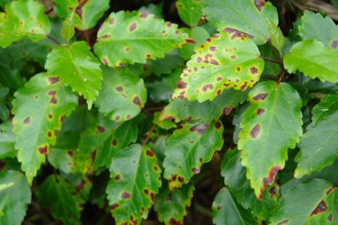 5 Common Basil Diseases: Identification And Treatment Guide ...