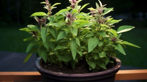 How to Grow Thai Basil (Indoors or Outdoors) – Full Guide - UrbanLeafy.com
