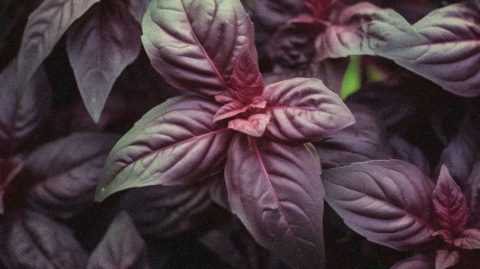 How To Grow Red Rubin Basil: A Beginner's Guide - UrbanLeafy.com