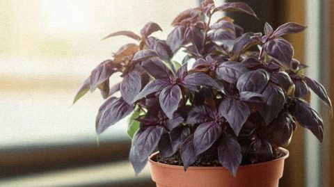 How To Grow Red Rubin Basil: A Beginner's Guide - UrbanLeafy.com