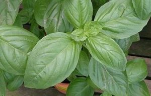 Types of Basil: 9 Unique Varieties (and How to Use Each One ...