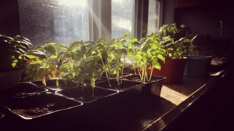 Why Does My Basil Smell Like Licorice (And What It Means) - UrbanLeafy.com