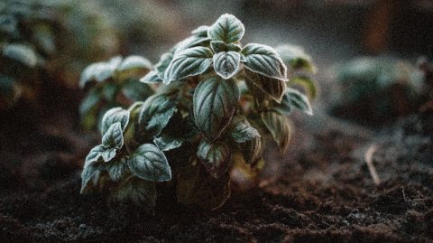 Can Basil Survive Frost? (And How to Protect It) - UrbanLeafy.com