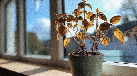 How to Revive a Dying Basil Plant? (By Symptom) - UrbanLeafy.com