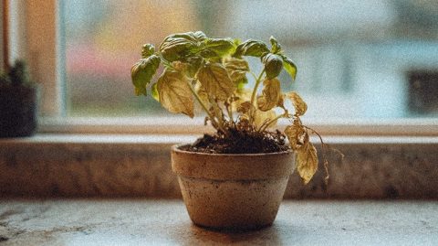 How to Revive a Dying Basil Plant? (By Symptom) - UrbanLeafy.com
